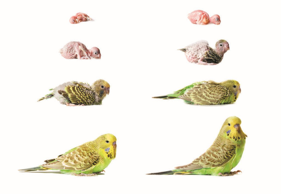 Boeken over dieren – Persell